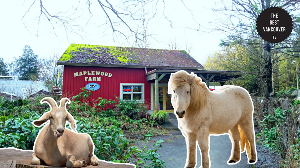 Kids Bored with the Usual? Check Our Guide to Maplewood Farm