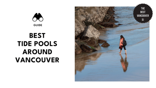 Teach your kids about marine life at Vancouver’s best tide pools!