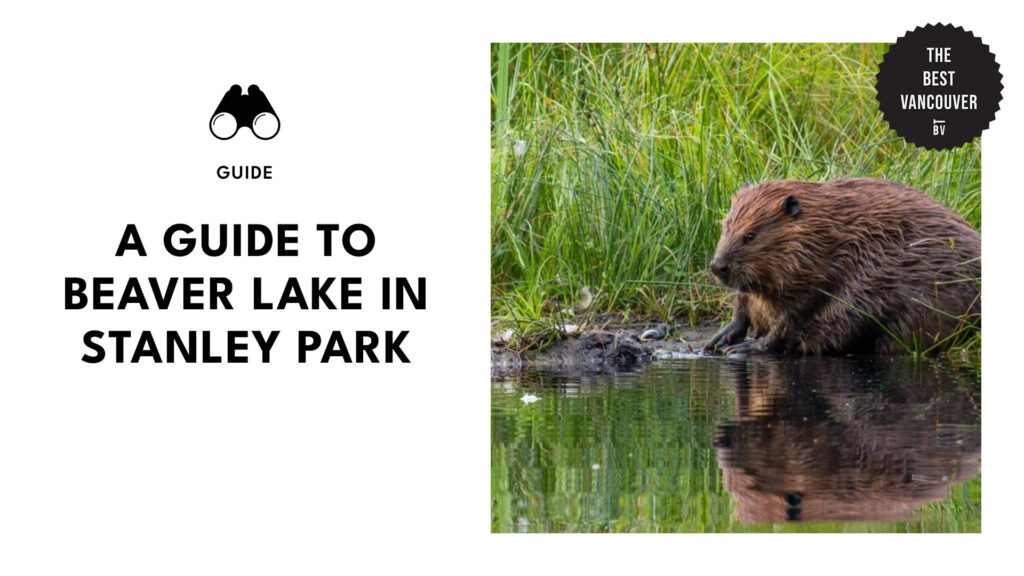 7 spots in Beaver Lake you don’t want to miss!